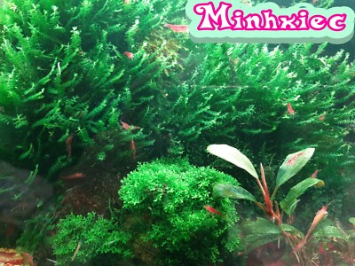10 x CAMEROON moss- Plagiochilaceae sp -Aquarium live plan | eBay Australia