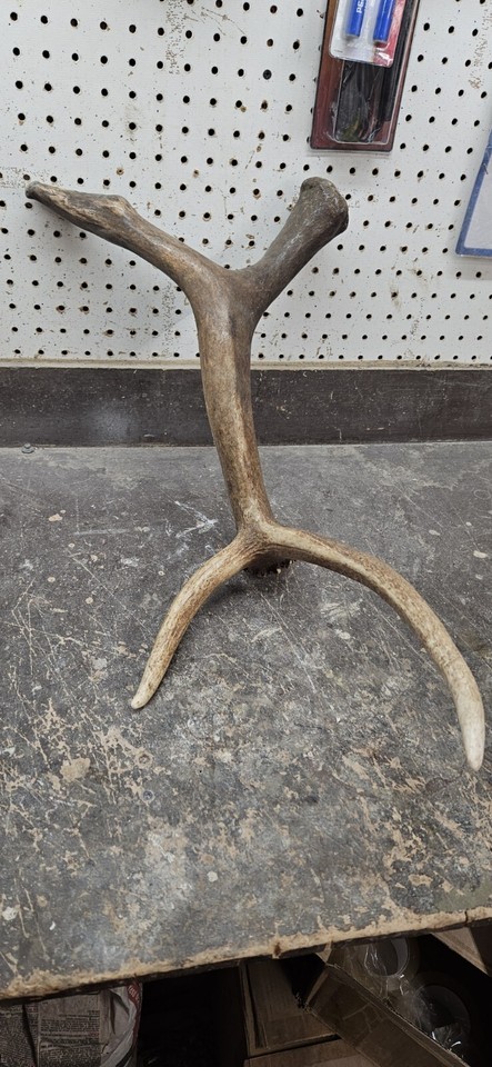 Freak Elk Shed Antlers Horns Elk Moose Rack Droptine | eBay