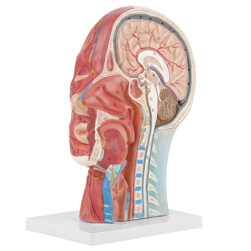 Anatomical Life Size Head Brain Neck Section Study Model DIY ...