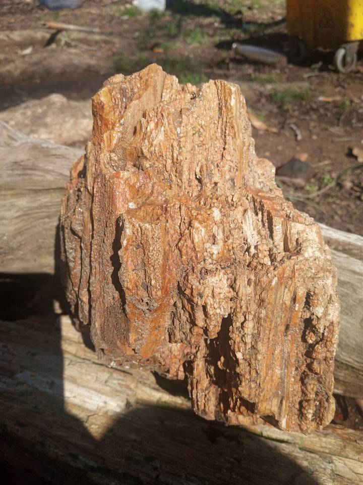 large petrified wood log | eBay