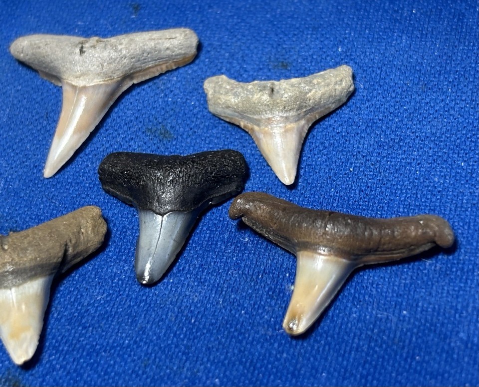 Amazing Finds! Nice Lot Of (9) Ancient Lemon Shark Teeth, Peace River ...