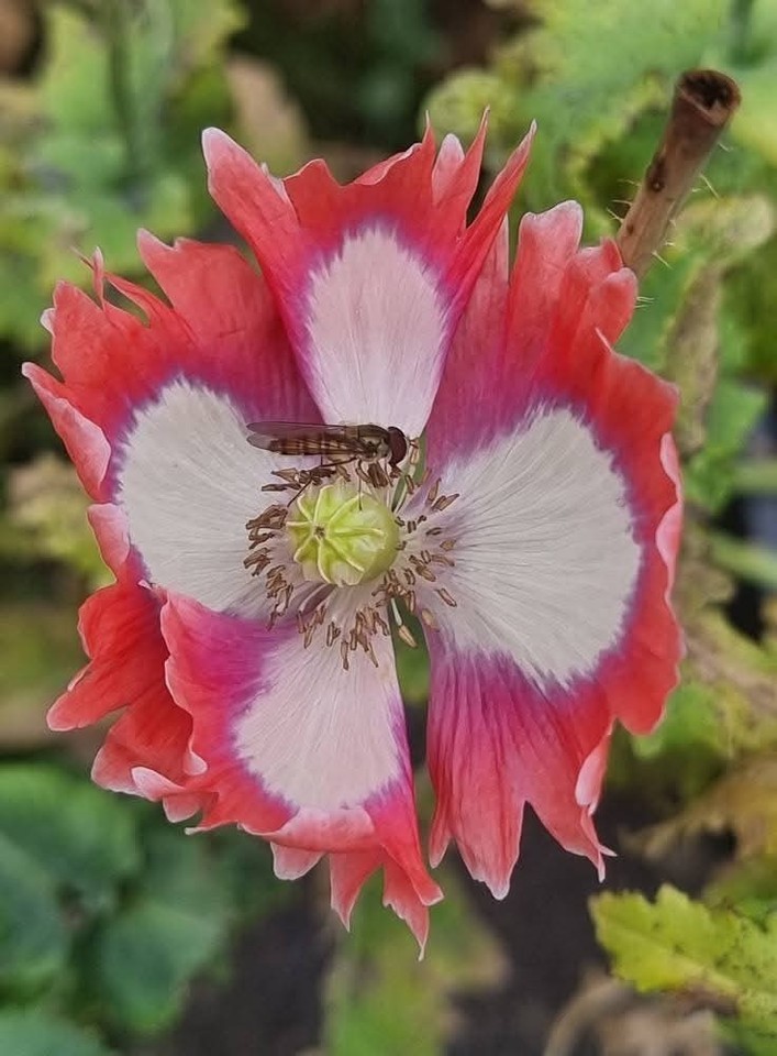 5000+ MIXED Poppy Seeds RARE STRATIFIED Blooms DECORATIVE PODS FAST ...