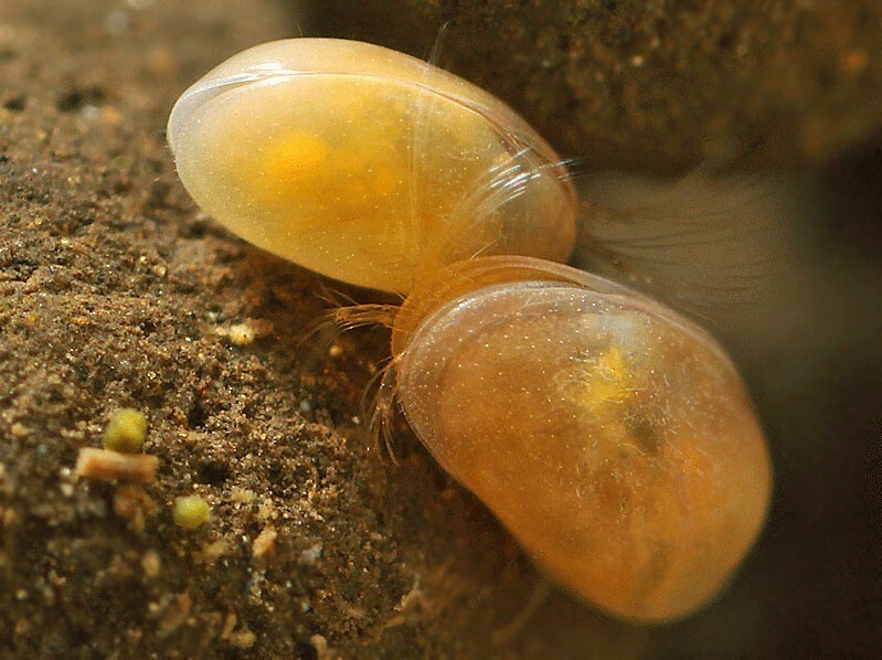 100+ BEST! Live Seed Shrimp/Ostracods- Clean culture, no parasite! Fry ...