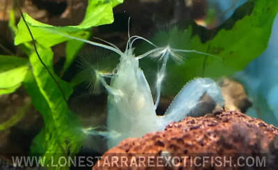 Vampire Shrimp / African Filter Shrimp / Atya gabonensis - Live ...