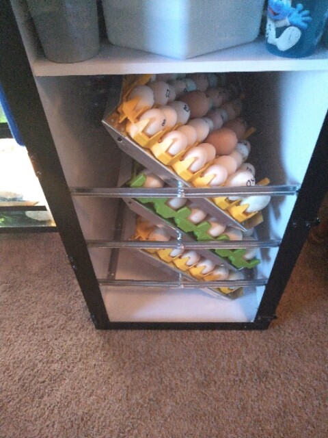 10 FRESH FERTILE SURPRISE HATCHING EGGS 28 DAY INCUBATION PERIOD USPS ...