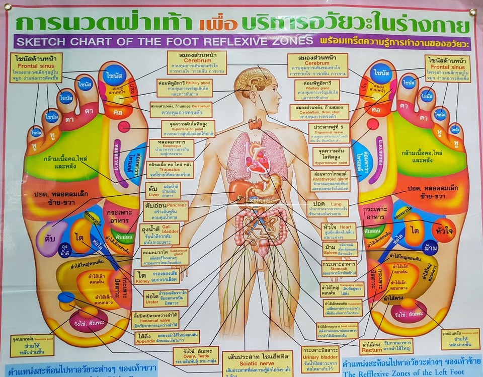Poster Thai Massage Body Oil Foot Traditional Sketch Chart Reflexology ...