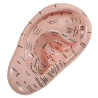 Ear Bead Kit Beads Auricular Model Health Teaching Tool Lettering | eBay