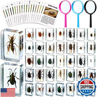GlikCeil 36 Pcs Insect in Resin Specimen Bugs Discovery Kit Collection Paperw | eBay