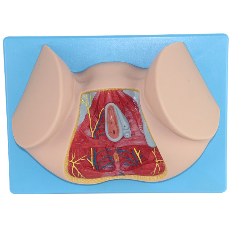 Female Perineum Anatomy Anatomical Model Of Male Perineum Detailed