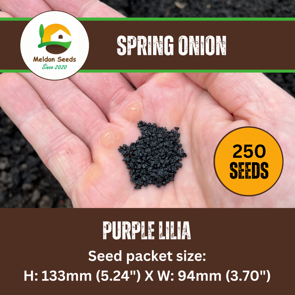 Red Spring Onion Seeds Purple Lilia - 250 Fresh Easy to Grow UK ...