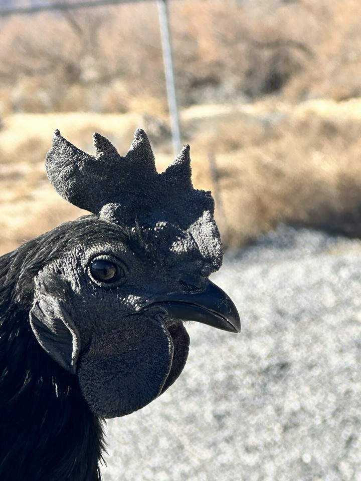 6 zombie chicken Ayam Cemani’s hatching eggs | eBay