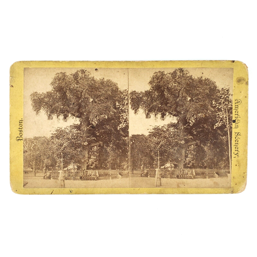 Boston Common Great Elm Stereoview c1870 Massachusetts Downtown Park ...