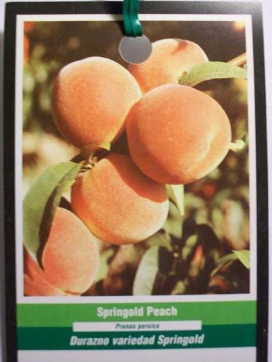 SPRINGOLD PEACH 4-6 FT TREE PLANT SWEET JUICY PEACHES FRUIT TREES ...