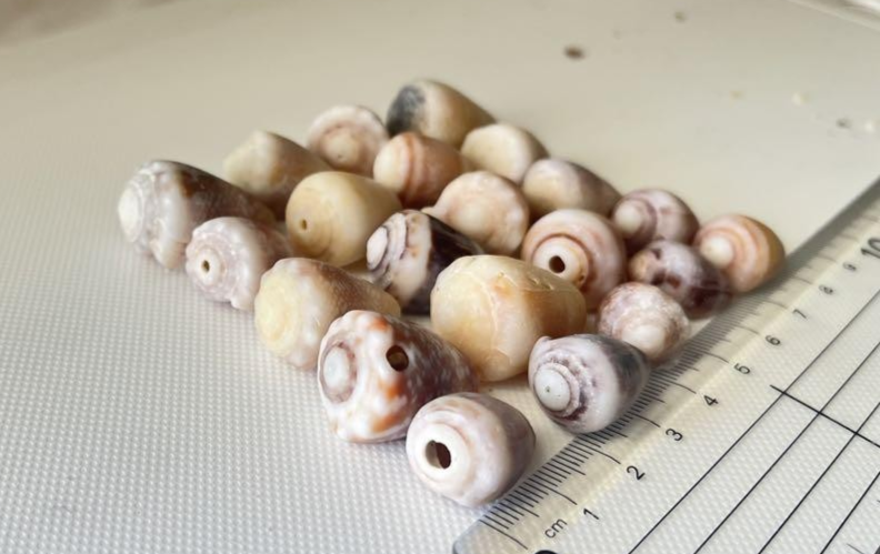 Cone Shell japanese sea Shells of Okinawa | eBay