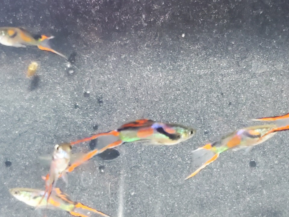 Red Asian Lyretail Endler - Fry (6) - Home raised in Iowa | eBay