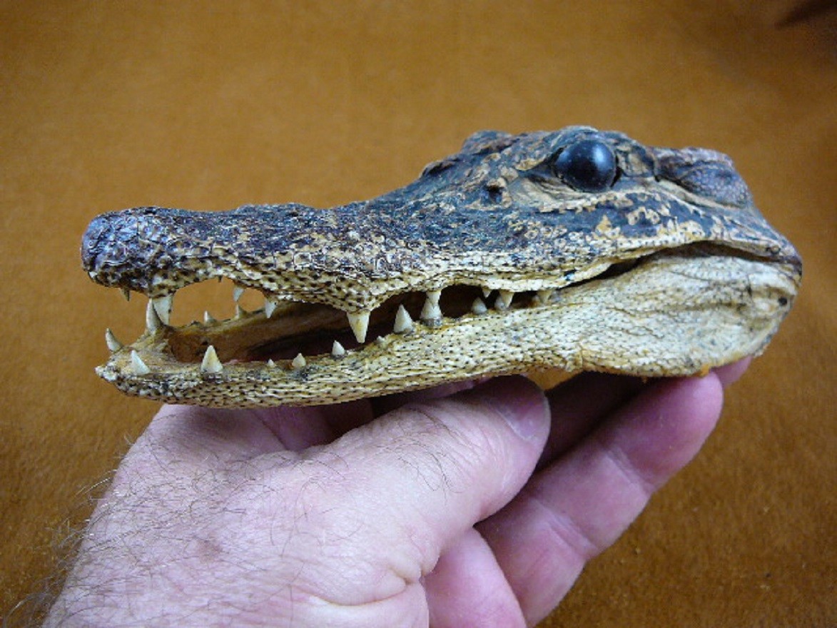 (G-Def-234) 5" Deformed Gator short jaw ALLIGATOR Aligator HEAD teeth ...