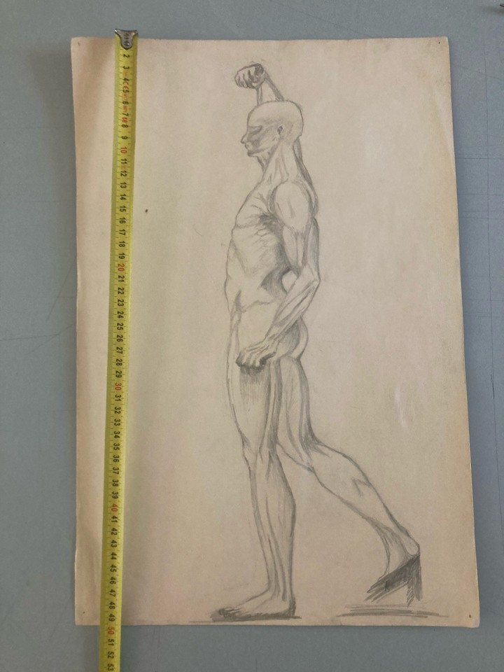 Beautiful Drawing Art Anatomical Anatomy Hand Pencil Muscle 1950 ...