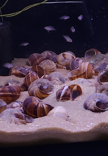 Neolamprologus Multifasciatus Shell Dweller - Juvenile Fish Unsexed | eBay