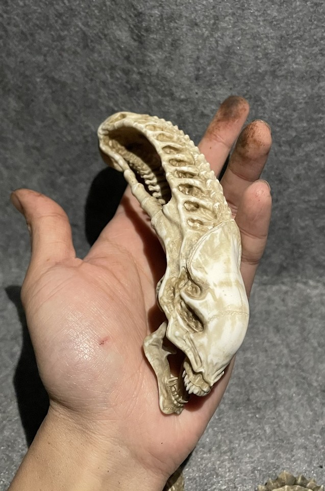 Alien Xenomorph Skull bone model For 1/6 Model Scene | eBay