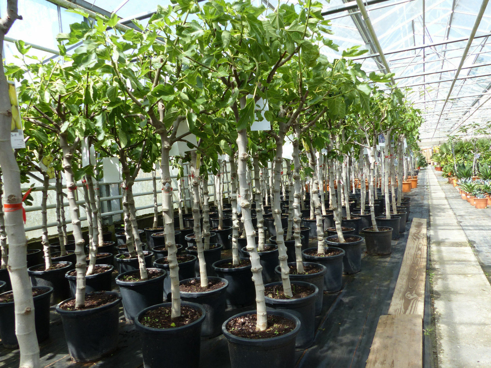 Feigenbaum 180 cm Obstbaum winterhart kräftiger Stamm, Ficus Carica ...