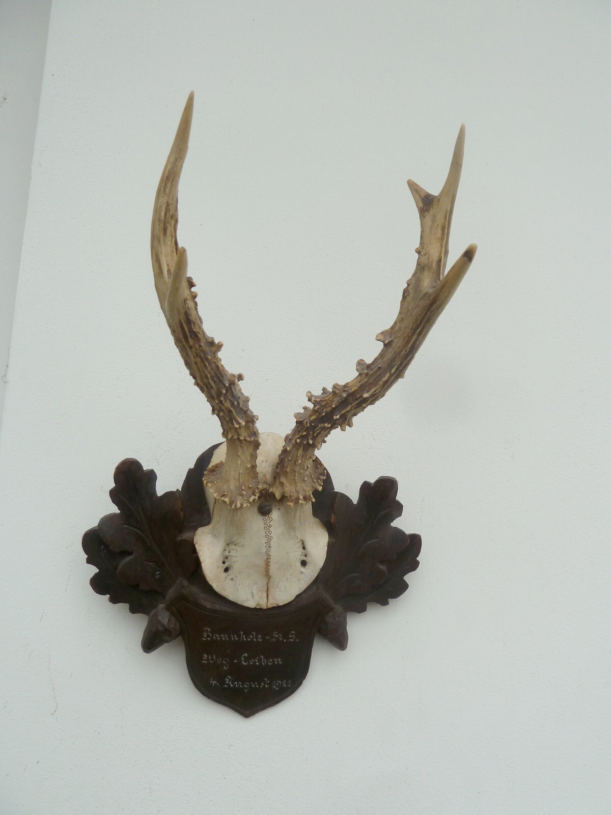 1921 *** DATED BLACK FOREST CARVED ROE DEER ANTLERS MOUNT | eBay
