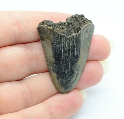 Angustiden Megalodon Fossilized Megladon Era Prehistoric Extinct Meg ...