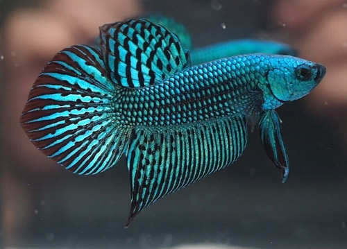 Wild Betta Fish Green Alien Male Quality Grade from TH * Stock Photo ...