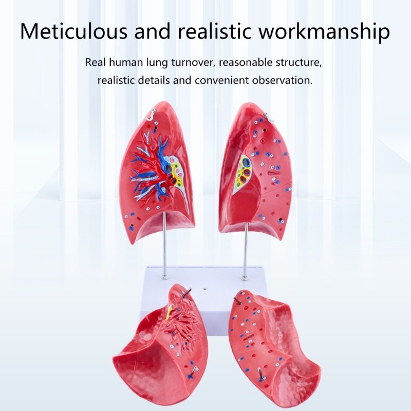 Anatomical Human Lung Model with Removable Parts Normal Lung Anatomy ...