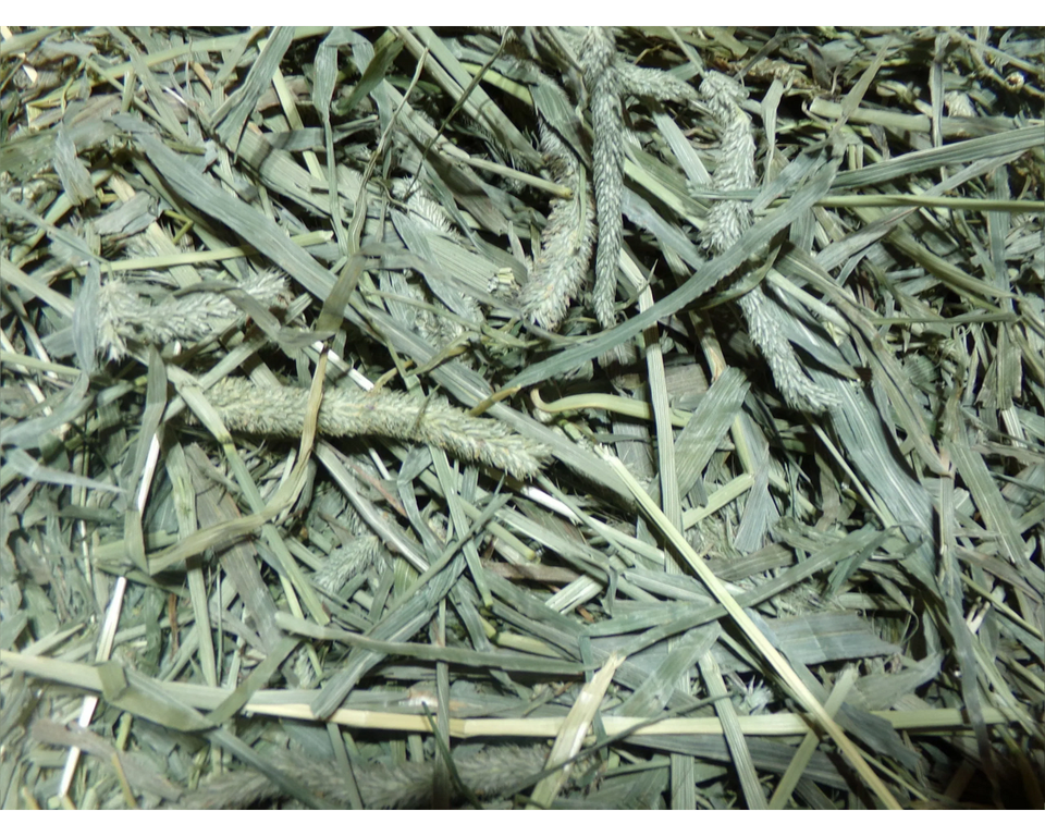 Timothy Hay 2024 First Cut 6 Bales =15 Pounds | eBay