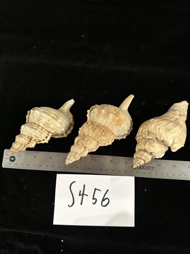 Seashells Vintage Trumpet Shells All Found Dead On Beaches 5”-6.25 ...