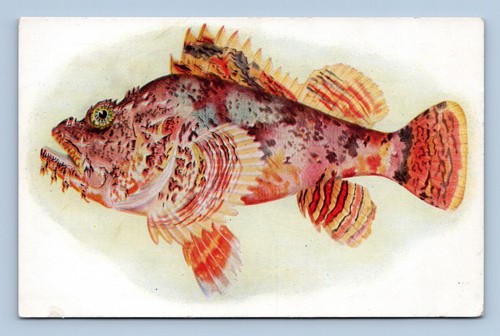 Omakaha Nohu Fish Steinhart Aquarium San Francisco CA UNP Chrome ...