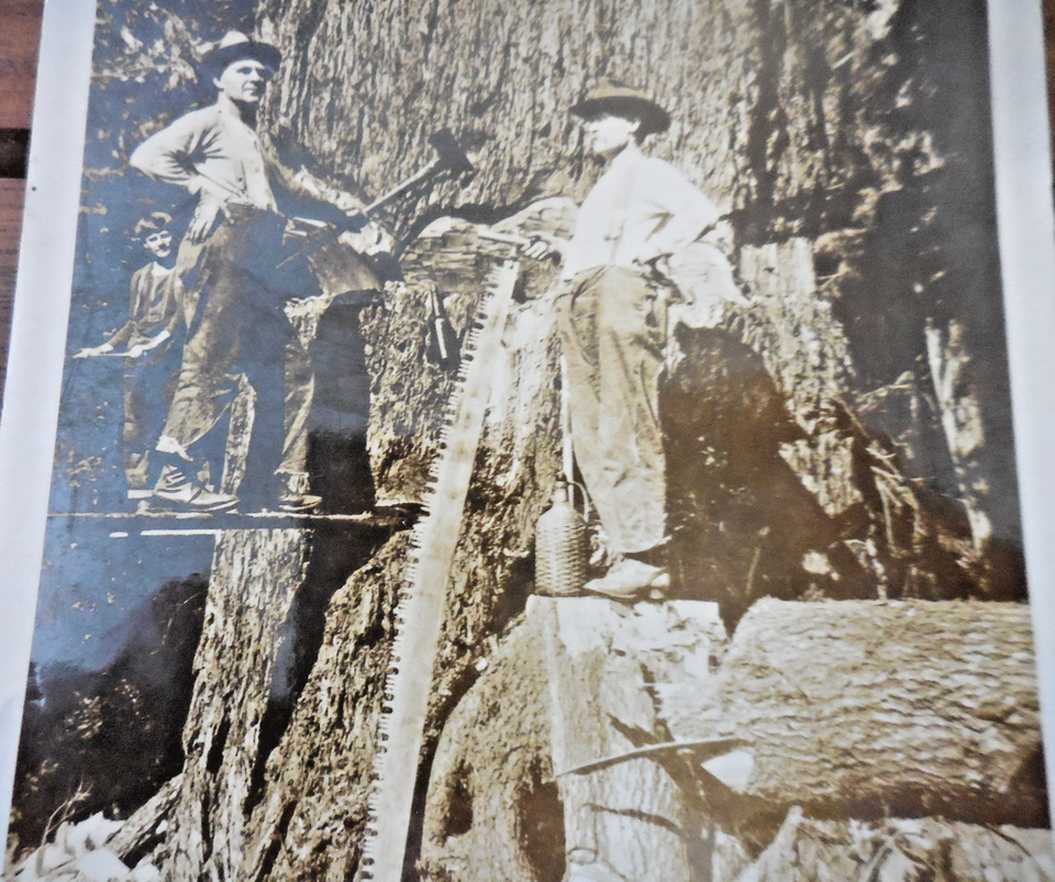 Coos County Oregon Giant Fir Tree Men Logging Real Photo Postcard RPPC | eBay