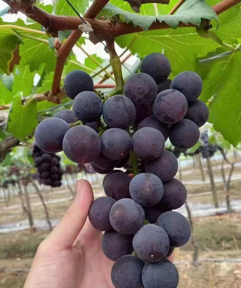 50Pcs Grape Seeds (Vitis vinifera) var. Kyoho Grapes Original | eBay