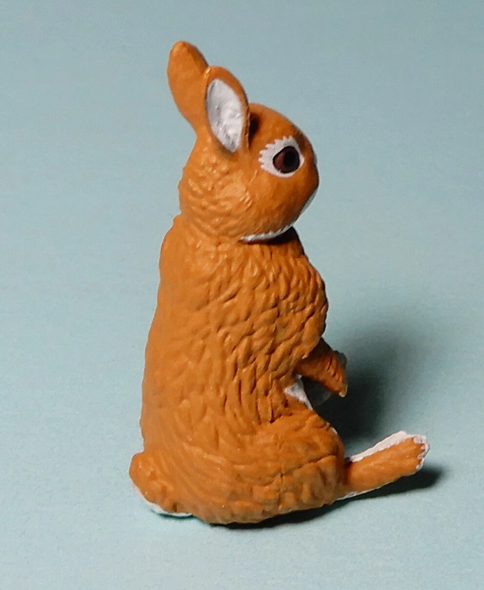 Orange Dwarf Rabbit
