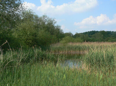 Photo 6x4 Holme Pit Beeston/SK5236 The southwest corner of the pond ...