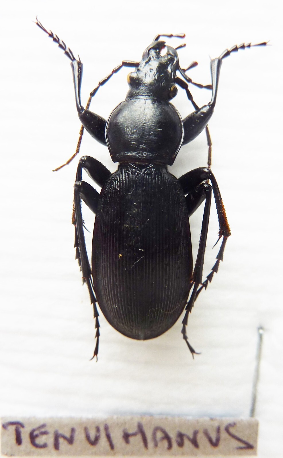 Carabus apotomopterus delavayi tenuimanus (female A1) from CHINA | eBay