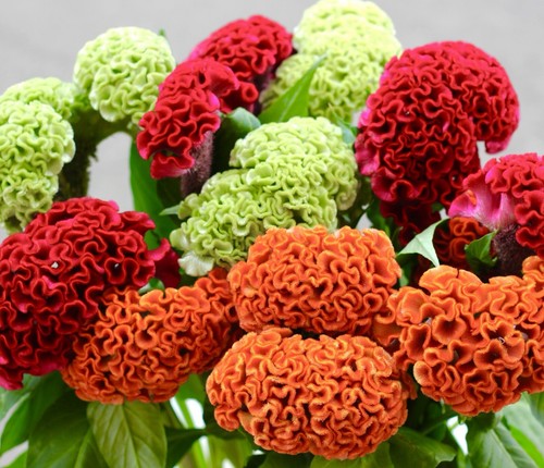 1200x Cockscomb Tall Mix Seeds - Celosia Cristata - Attracts ...