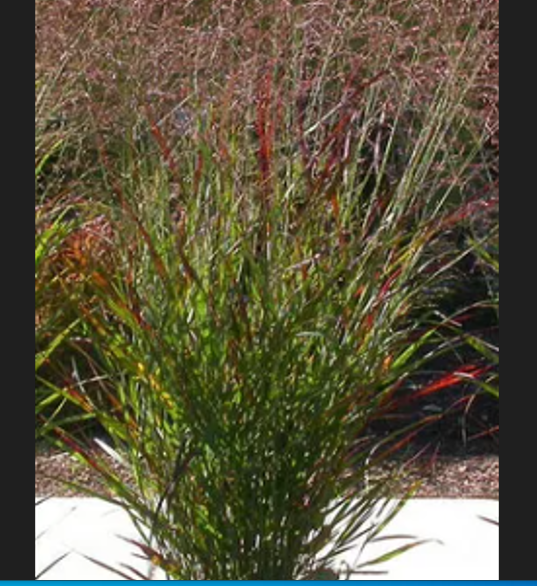 1000 Seeds SWITCHGRASS Tall Panic Switch Grass Panicum Virgatum Red ...