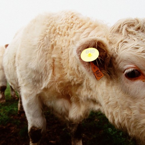 100 Pcs Goat Tags Livestock Handling Supplies Easy Recognize Ear ...
