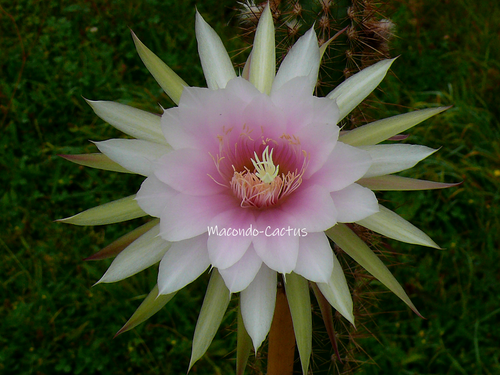 "Arthrocereus-Hybride" Hildewintera Hybride Echinopsis Kakteen Macondo☀ ...