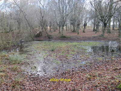 Photo 6x4 A leafy pond in Gernon Bushes Nature Reserve Coopersale ...