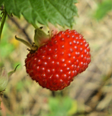 Raspberry - Atherton, Rubus probus, Wild Native Raspberry, 30+ seeds ...