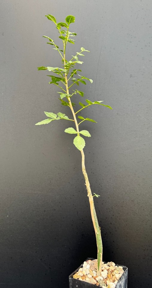 Bursera fagaroides FRAGRANT BURSERA Rare Succulent Well Rooted Plant ...