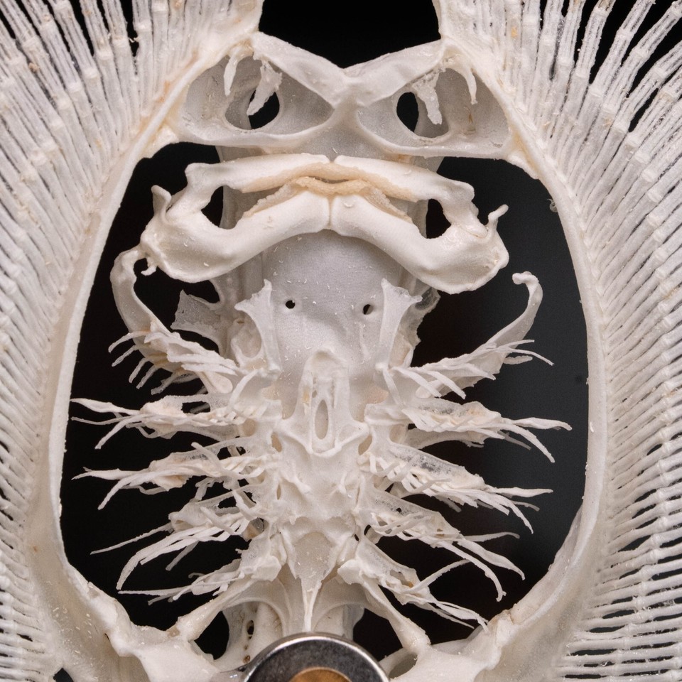 Real Stingray Skeleton, fish taxidermy, Stingray barb, Manta Ray ...