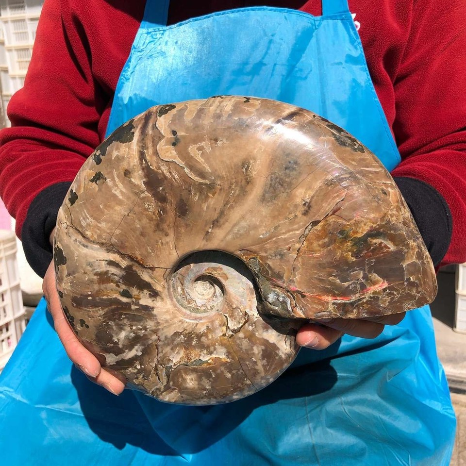 3300G Natural Ammonite Fossil Conch Quartz Crystal Specimen | eBay