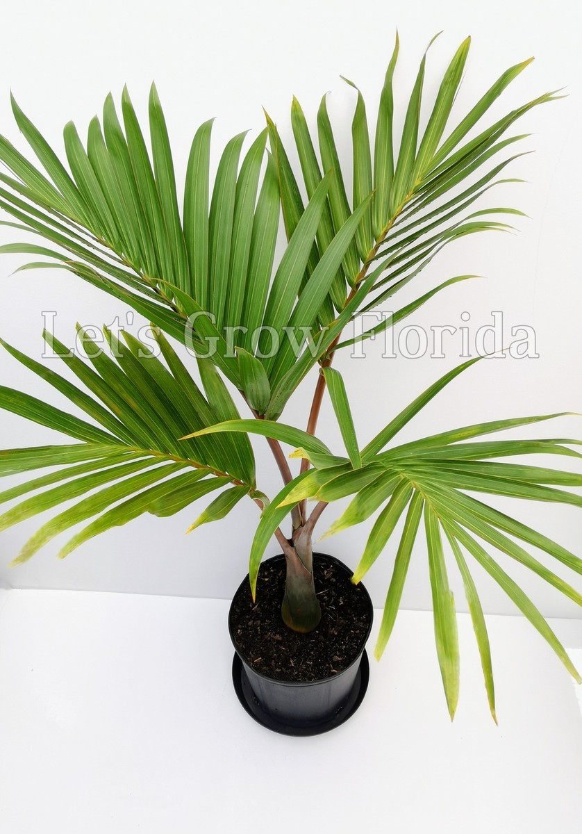Bottle Palm Containers