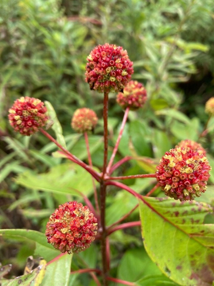 100+ Buttonbush Seeds (Cephalanthus occidentalis) | NON-GMO | Free ...