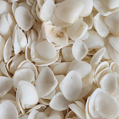 2oz Snow White Cay Cay Clams - Craft Shells - Wedding Shells - Jewelry ...