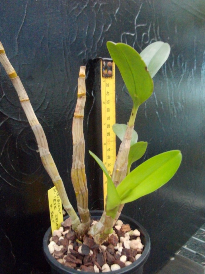 SPECIES ORCHID Dendrobium discolor "Esk Island" X SELF | eBay Australia