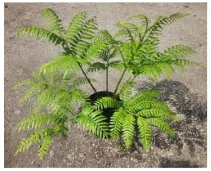 BULBS 2 ANGIOPTERIS EVECTA GIANT KING Fern Bonsai Rare Plant ornamental ...